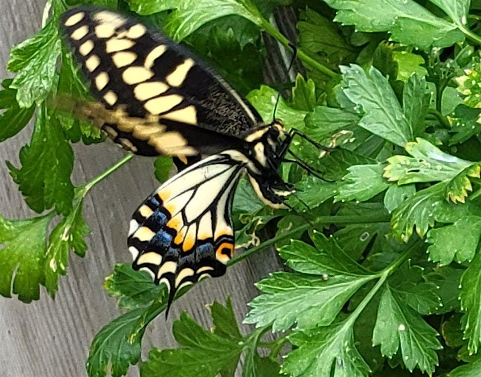 Mosaic Community Garden of Chula Vista 10th Anniversary Celebration ...
