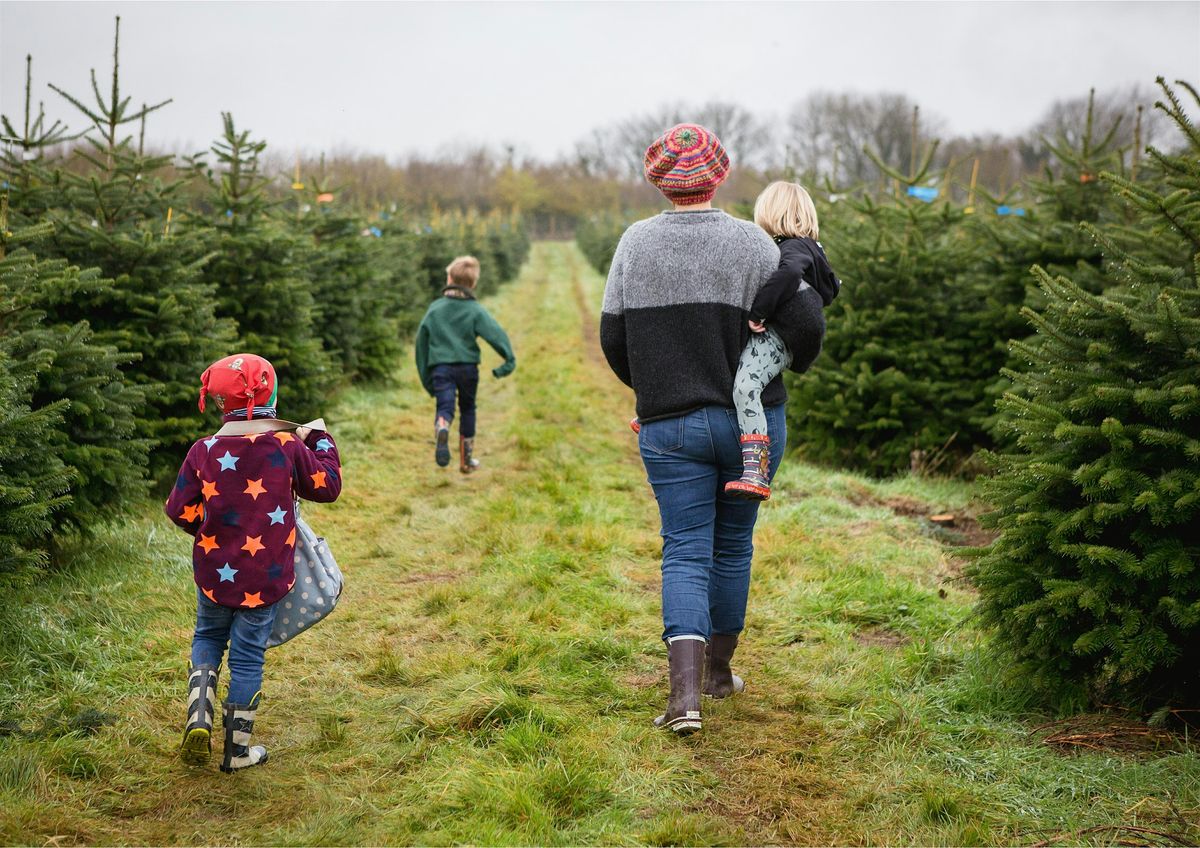 Christmas Tree Reservation Day, Mendip Christmas Tree Farm, Shepton Mallet, 25 October to 26 ...