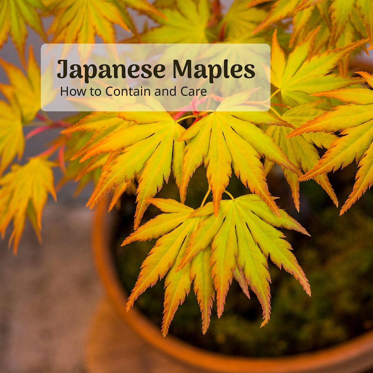 Growing Japanese Maples in Containers - Dublin, SummerWinds Nursery ...