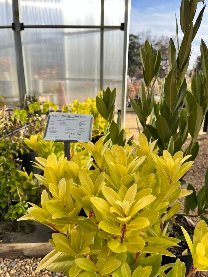 Grow Natives! Practical Tips for Landscaping with Native Shrubs, 16034 ...