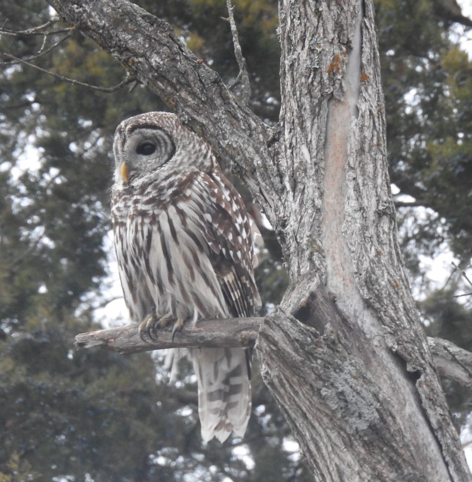 Owls of the Ozarks, 21506 Maramec Spring Drive Saint James, MO, United ...