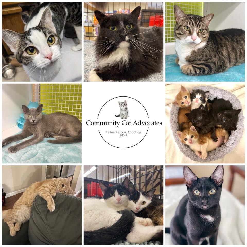 Cat Adoption Event, 420 El Cerrito Plz, El Cerrito, CA 94530-4005 ...