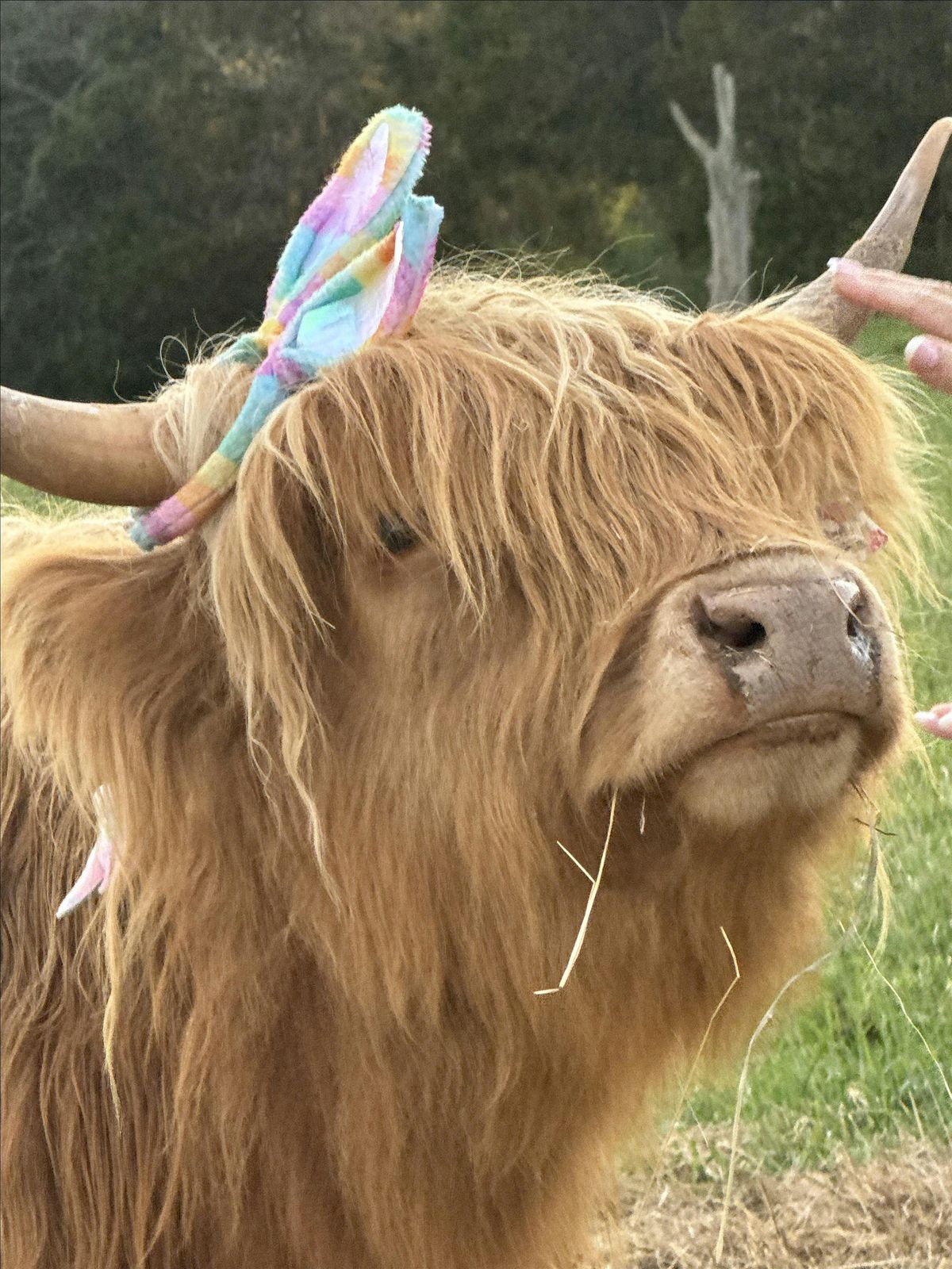 Coffee with Cows @ Faith Farm, 309 Hurd Rd, Church Hill | AllEvents