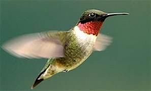 Creating a Hummingbird Haven with Ryan Revel, Inland Bays Garden Center ...