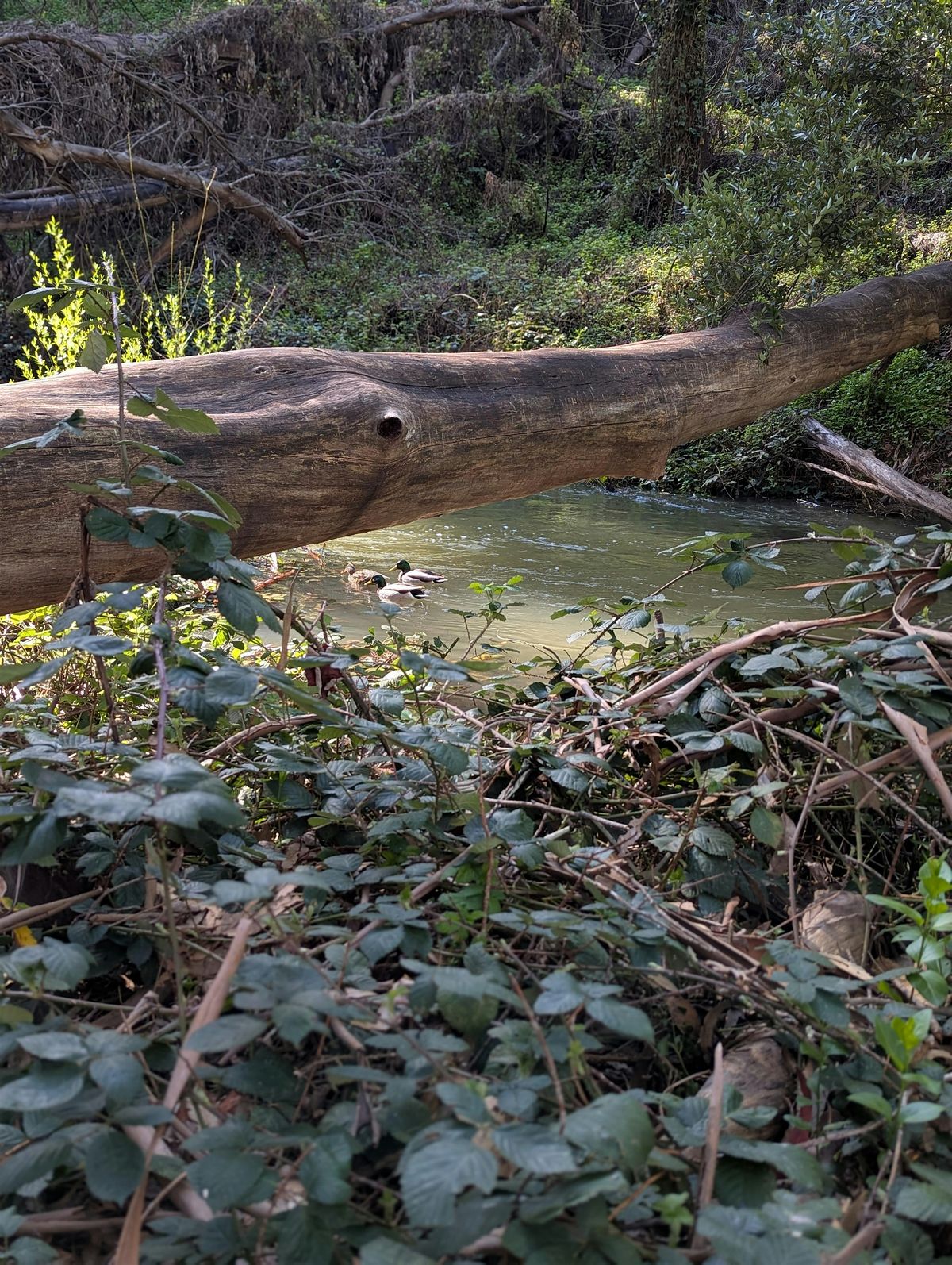 Restoration Day Alongside San Leandro Creek at Chabot Park, Chabot Park ...