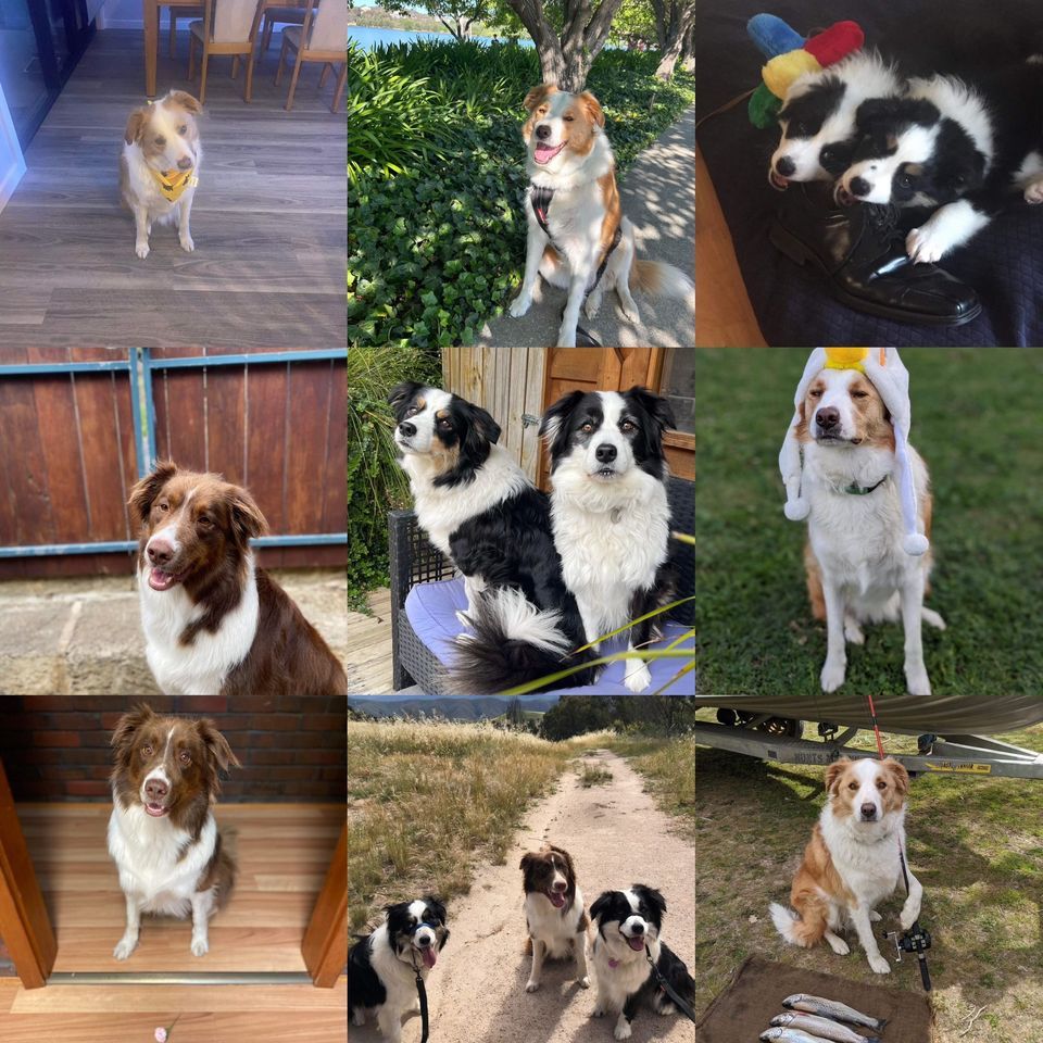 Border Collie Day Out, Stella's By The Lake, Wee Jasper, 2 December ...