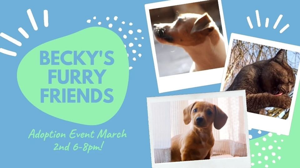 Beckys Furry Friends Adoption event, 7119 US HWY 98, Panama City Beach ...