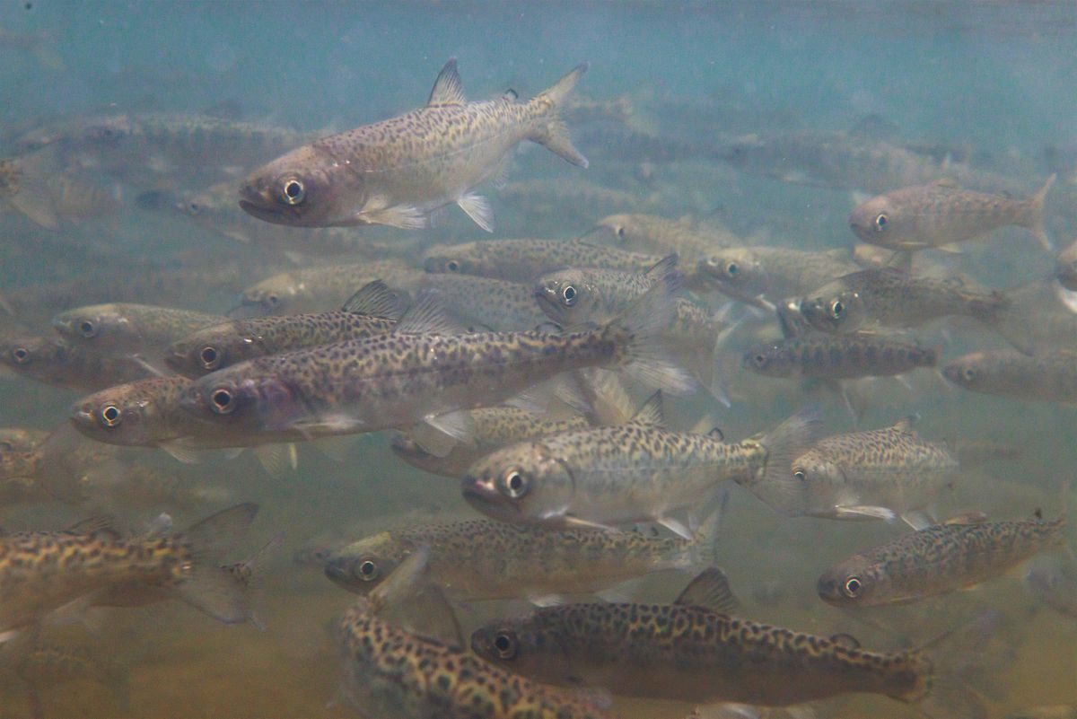 Columbia at a Crossroads: Fish wars, dam removal and climate change ...