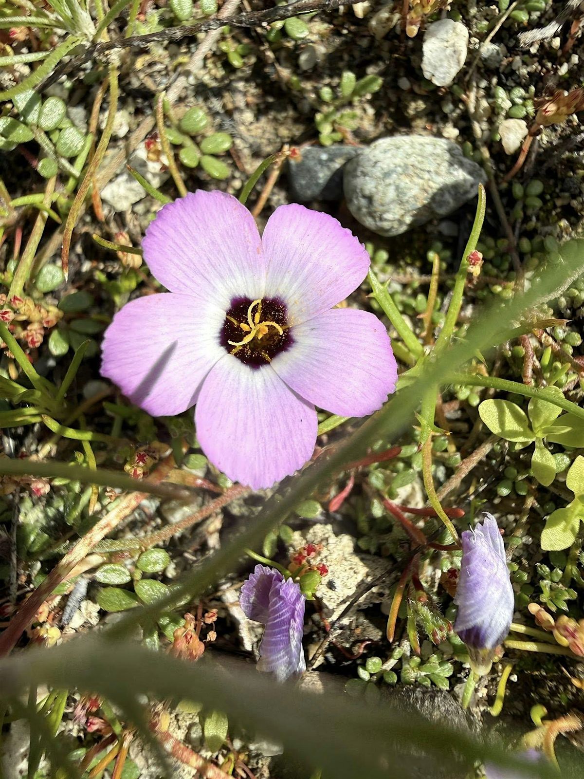 Spring Wildflower Walk at Santa Fe Dam Preceded By Habitat Care, Santa ...