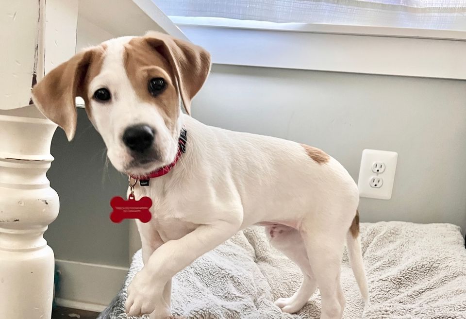 Dog Adoption Event! Germantown PetSmart!, 20924 Frederick Rd ...