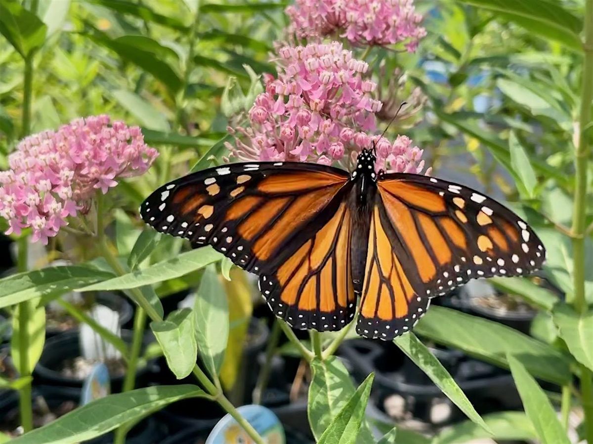 Planting for Pollinators Denise Hoeksema and Cheryl Rehrig, Worcester ...