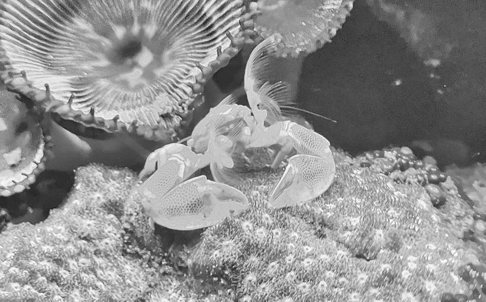 Abnorms @ The Six, The Midnight, Portland, 9 March 2024 | AllEvents