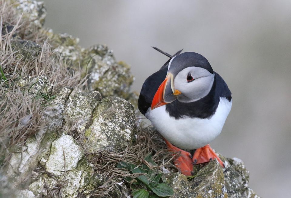 Puffin & Gannet Walk, RSPB Bempton Cliffs, Bridlington, 2 April 2024 | AllEvents
