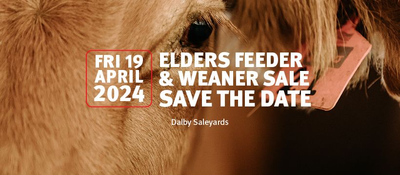 Elders Feeder & Weaner Sale 2024, Dalby Saleyards, 19 April 2024 ...