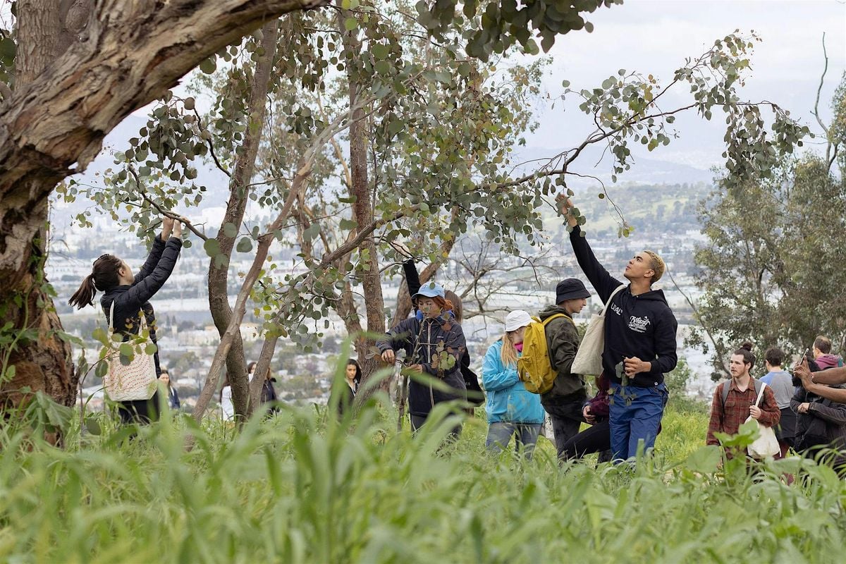 Elysian Park Plant Sniffari + Invasive Plant Foraging, Elysian Park ...