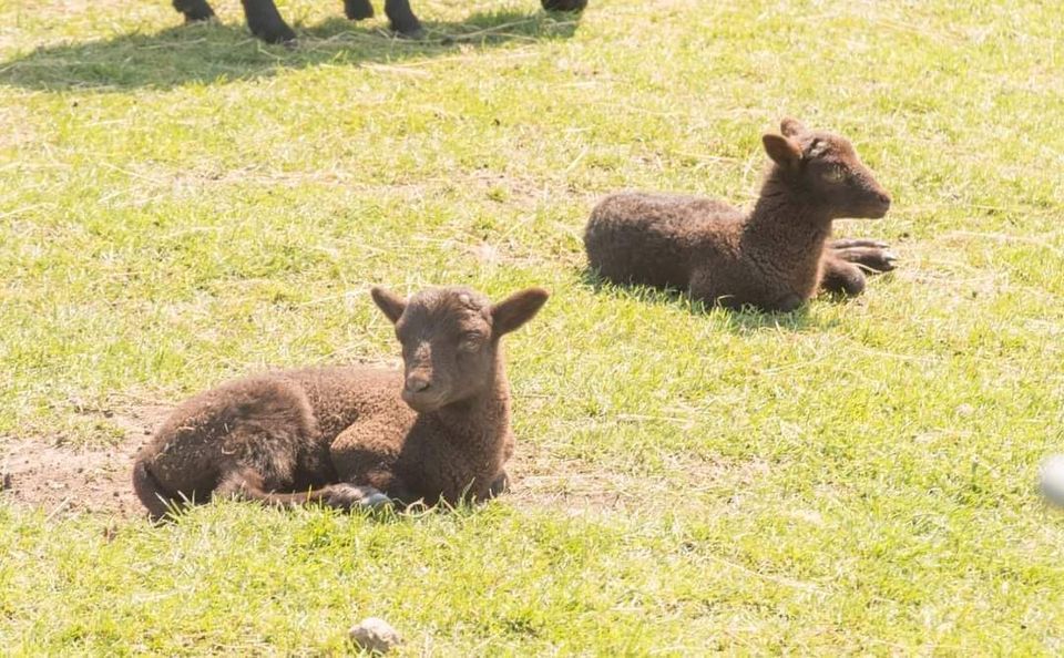 Lambing at RSPB South Stack / Wyna yn RSPB Ynys Lawd, RSPB South Stack ...