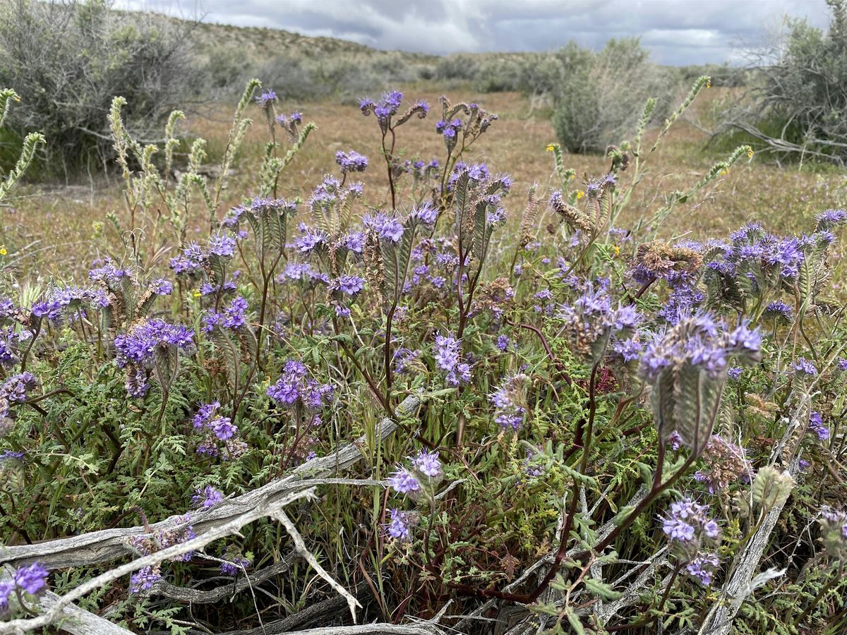 Antelope Valley Plant Identification, Lancaster Library, 25 April 2025 ...