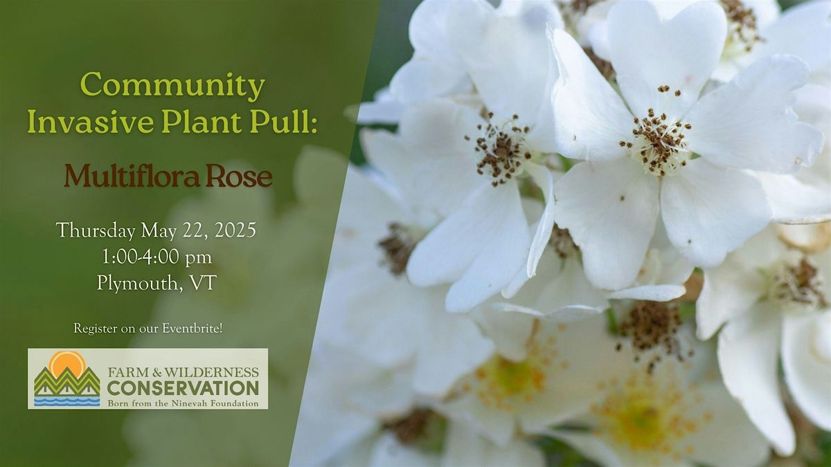 Community Invasive Plant Pull: Multiflora Rose, Farm & Wilderness ...