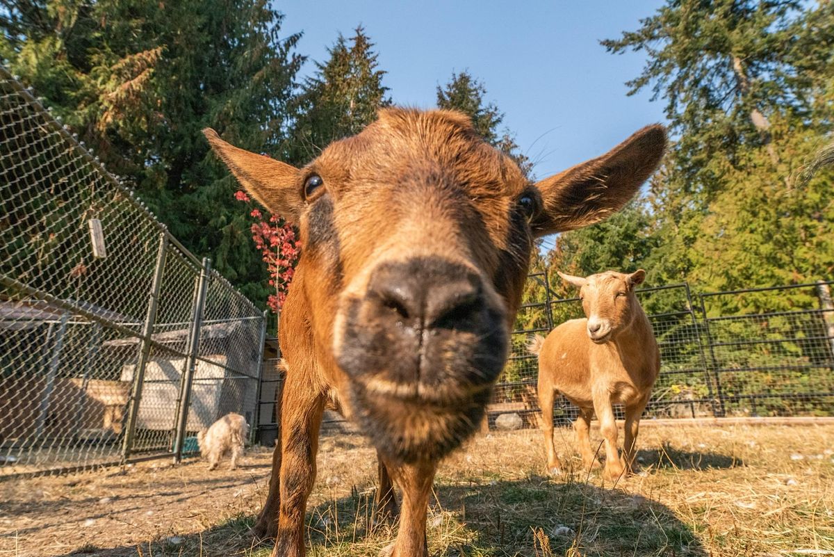 More Yoga at the Farm, 1578 Hanbury Rd, Roberts Creek, 30 July 2023 ...
