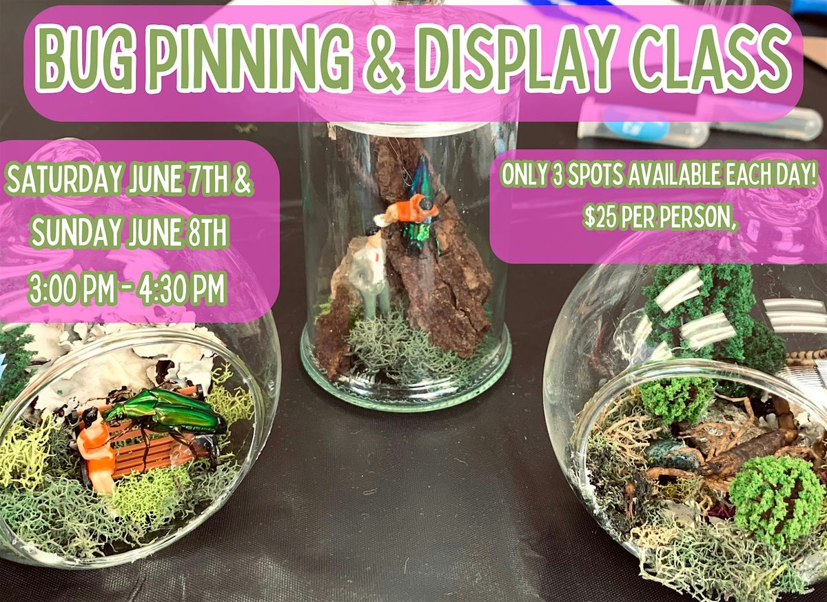 Bug Pinning & Display Class - June 2025, Bones In Jars, Beaver Dam, 7 ...