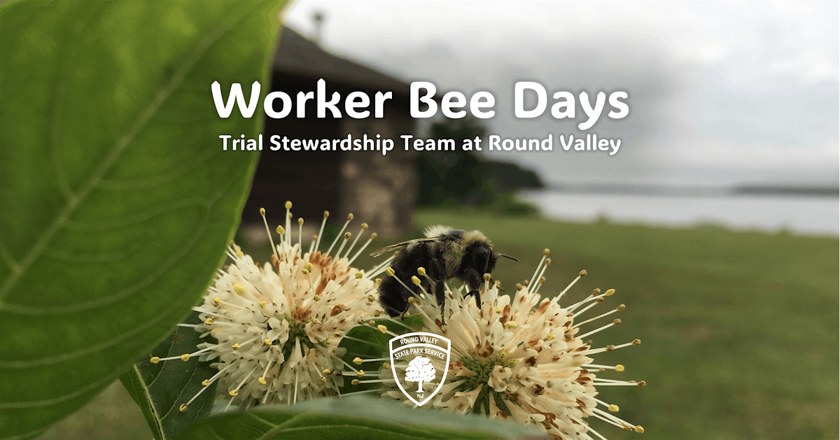 Worker Bee Day, Round Valley Recreation Area, Lebanon, 28 June 2025 ...