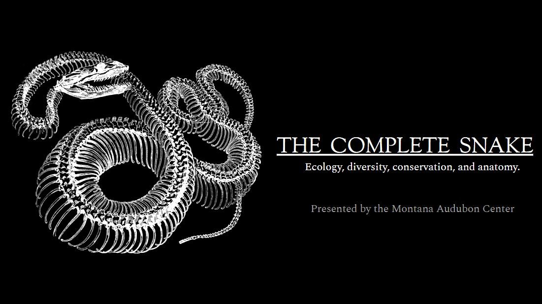 The Complete Snake: Ecology, Diversity, Conservation, and Anatomy ...
