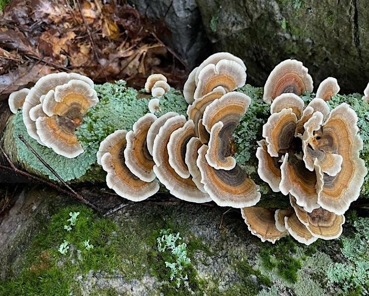 Intergenerational Spring Mushroom Foray with Jared Urchek [Ages 9 and ...