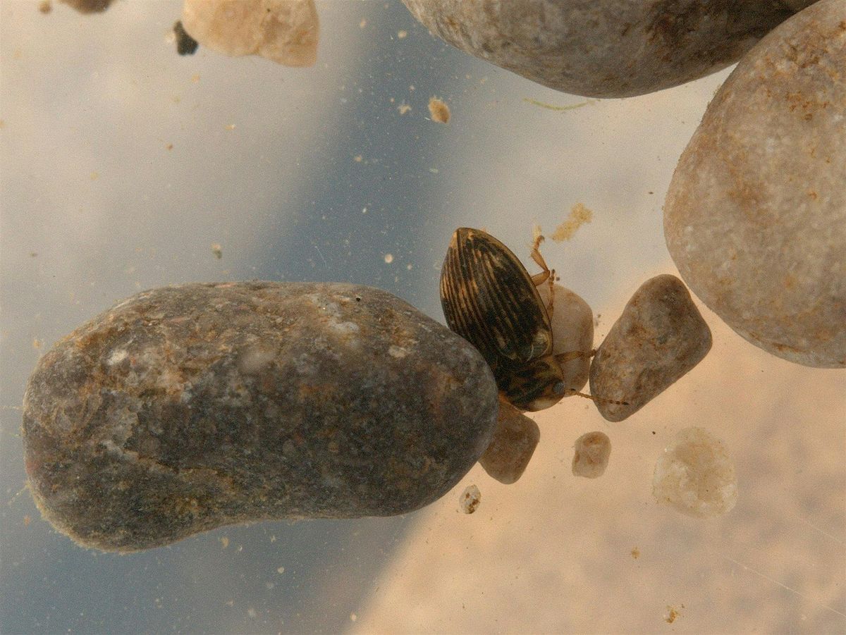 Introduction to Water Beetles with Kevin Rowley and Henry Stanier ...