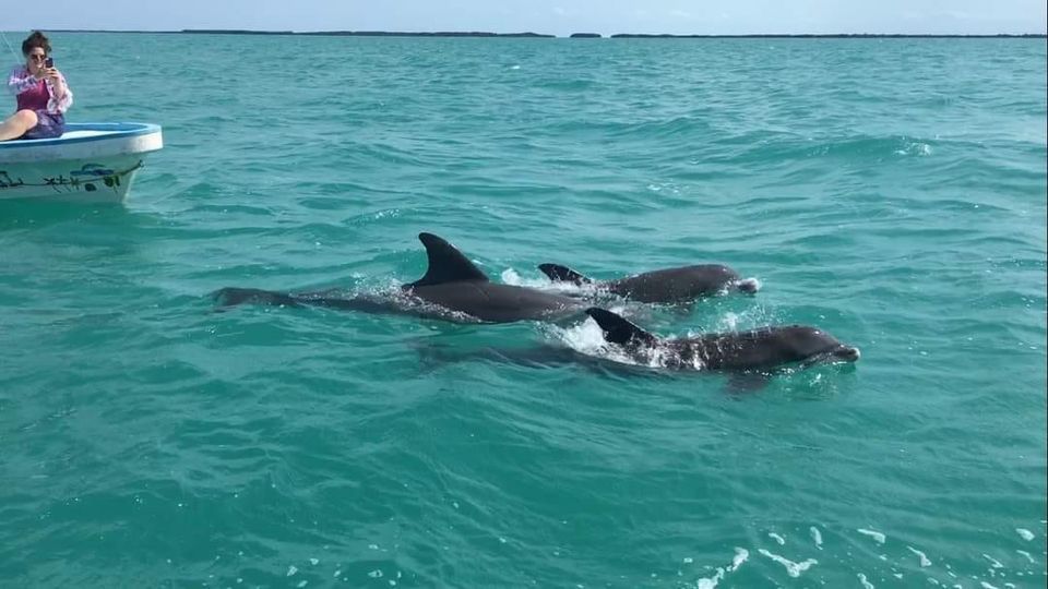 Tour Santuario de los Delfines en Isla Aguada, Campeche , Mérida ...