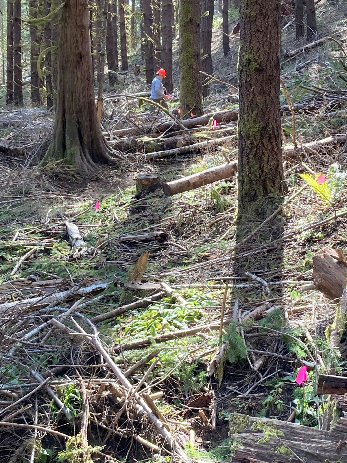 Trail Restoration Day: Free Ride Area! - Stub 5/4, Stub Stewart State ...