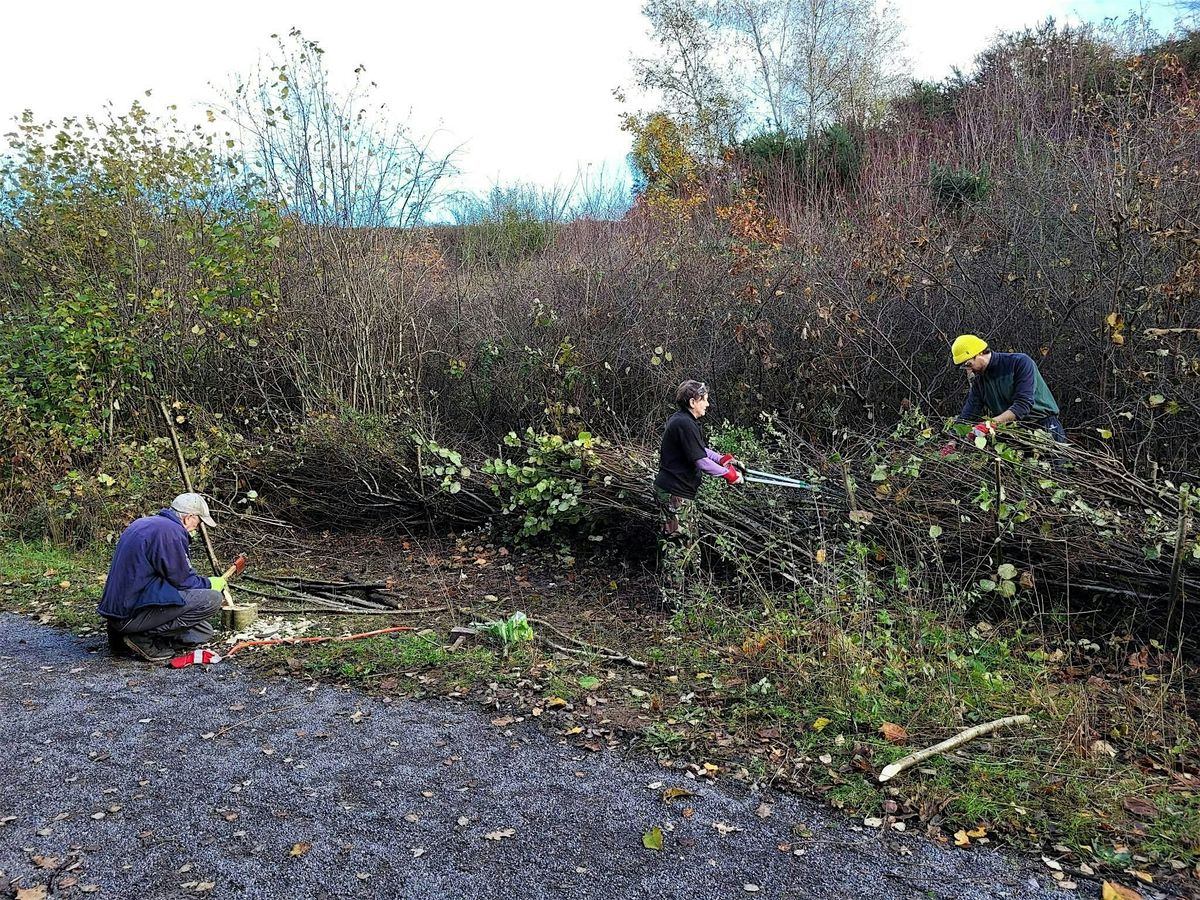 Hedgelaying at Pomphrey Hill, Pomphrey Hill, Emersons Green, 28 October ...