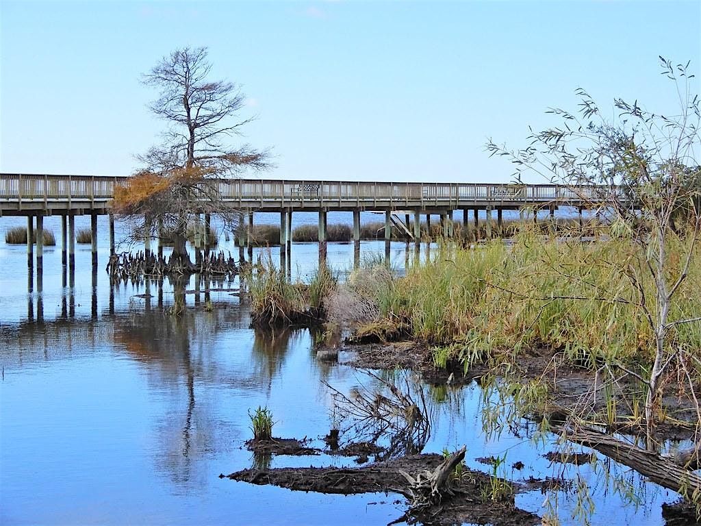 Coastal Wetland Ecology Presentation by Dr. Lori Sutter, New Hanover ...