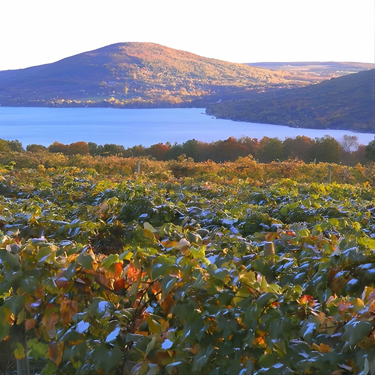 Canandaigua Wine Trail Experience, Finger Lakes Gaming & Racetrack ...