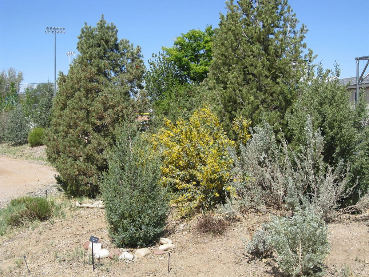 Colorado Native Plant Master: Ute Indian Ethnobotany: Session 3 ...