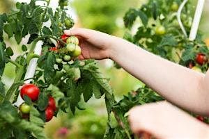 How To Grow the Perfect Tomato in the Arizona Low Desert, U of AZ ...