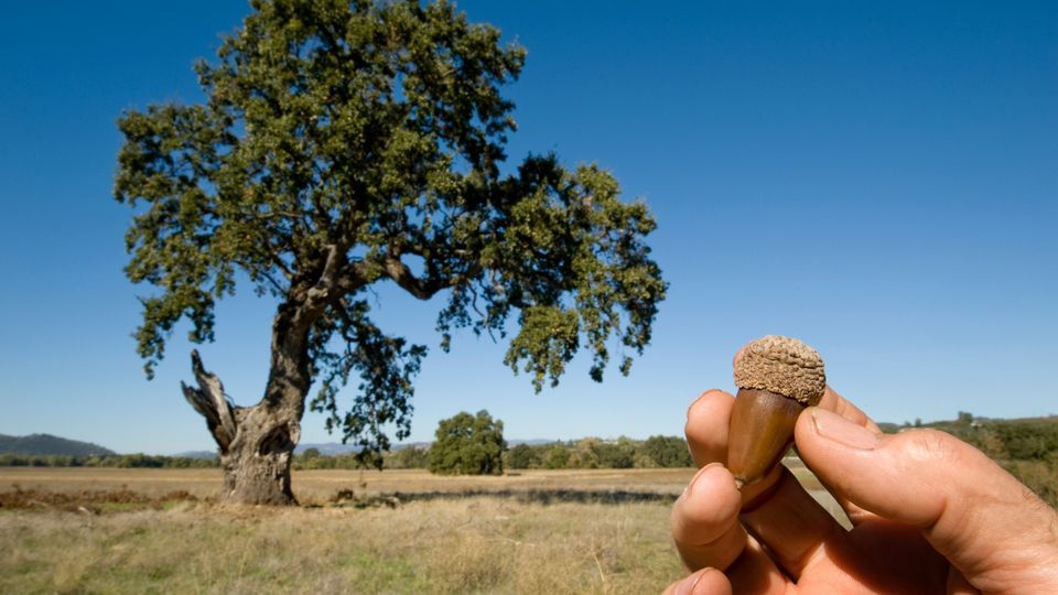 Oaks & Acorns with Organic Farmer Jesse Trace, 995 Palm St, San Luis ...