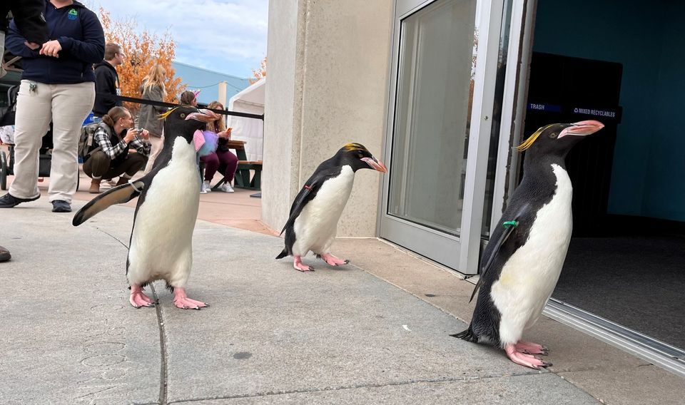 Penguin March, Kansas City Zoo & Aquarium, Overland Park, 2 December ...