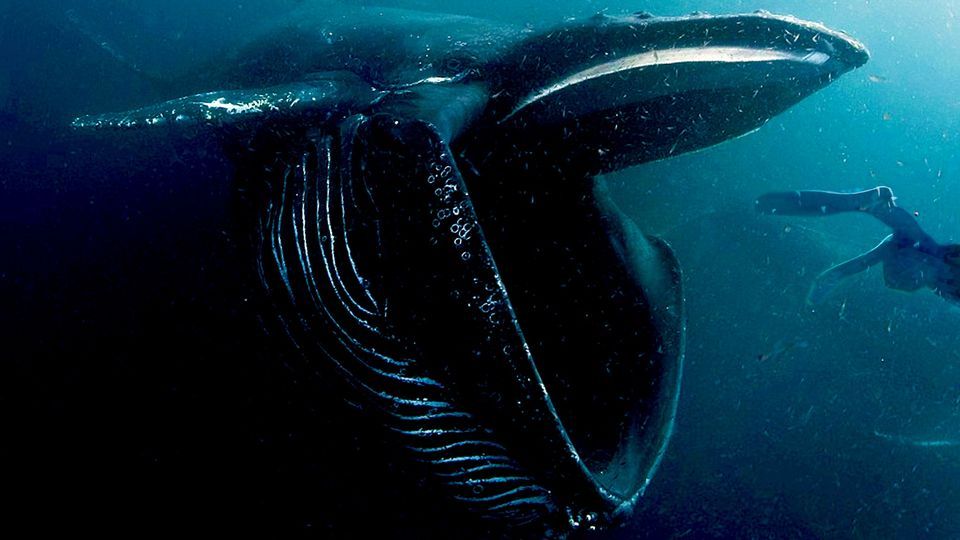 Movie: In The Whale, Opera House Arts at the Stonington Opera House ...