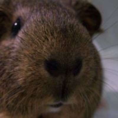 Discover The Critter Corral Guinea Pig Rescue Events | Tickets ...