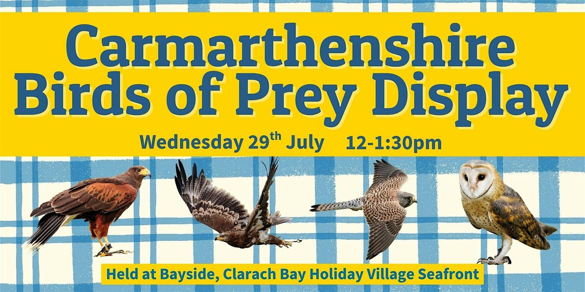 Free Birds of Prey Display, Clarach Bay Holiday Village, Aberystwyth ...