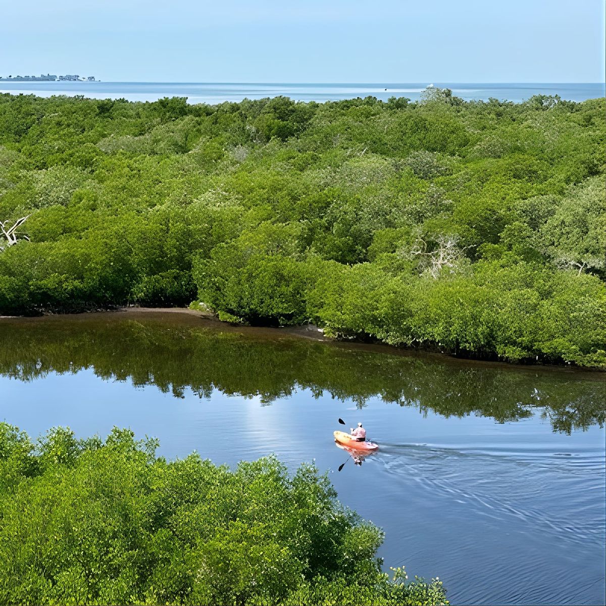 2 Hours Guided Robinson Preserve Mangrove Tour, 1704 99th St NW, Palma ...