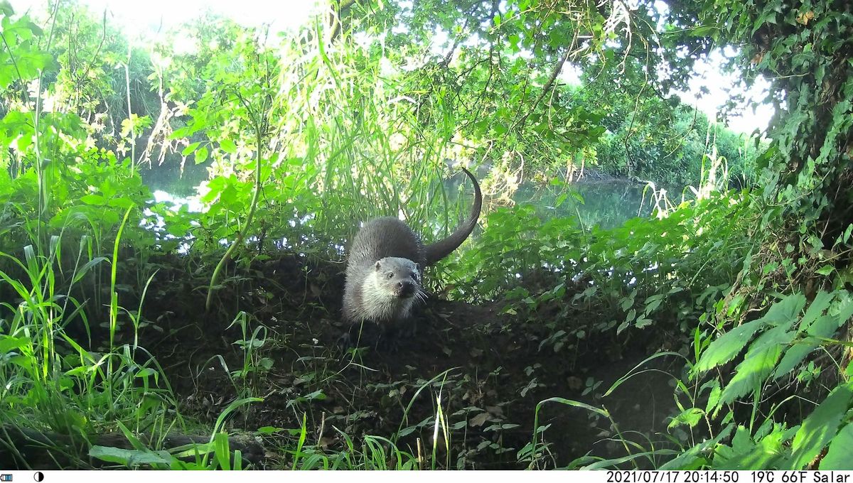 Otter Winter Walk, Aberthaw Nature Reserve, Cardiff, 7 February 2026 ...