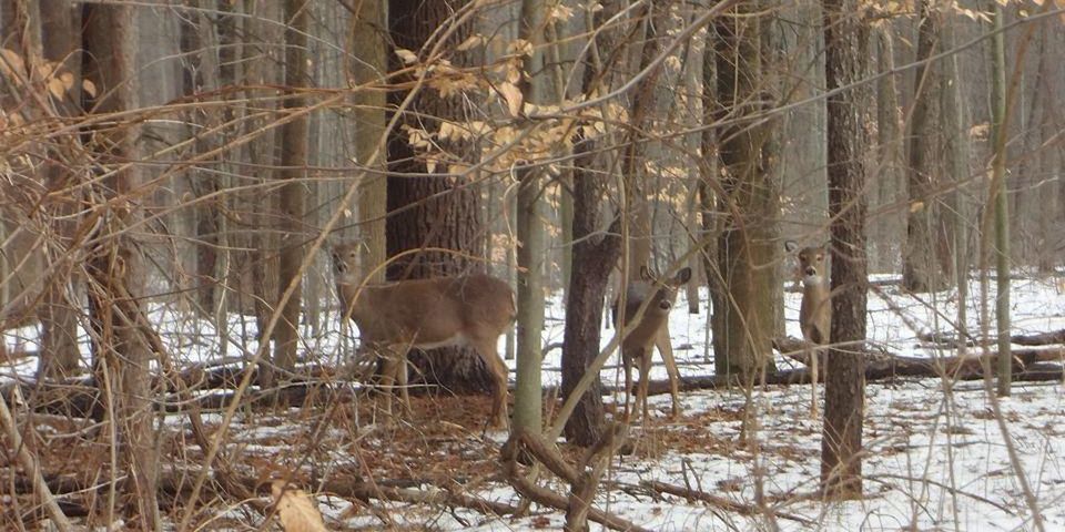 Holliday Nature Preserve- Koppernick Trail Field Trip, 39411 Koppernick ...