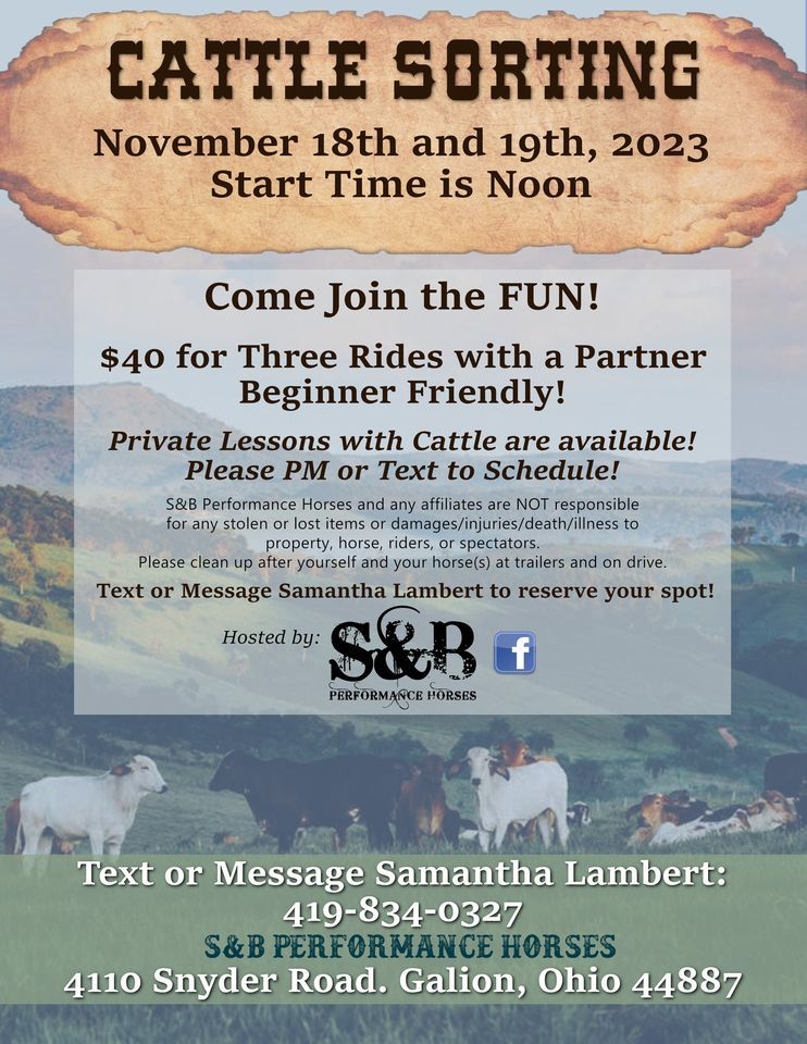 Cattle Sorting , S&B Performance Horses, Galion, November 18 2023 ...