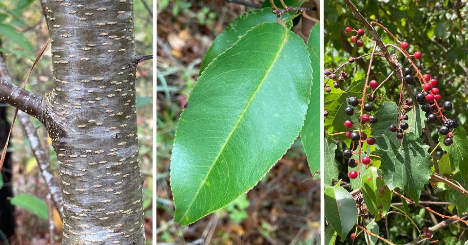 Tree Identification Hike, Skidaway Island State Park, Savannah, 25 ...