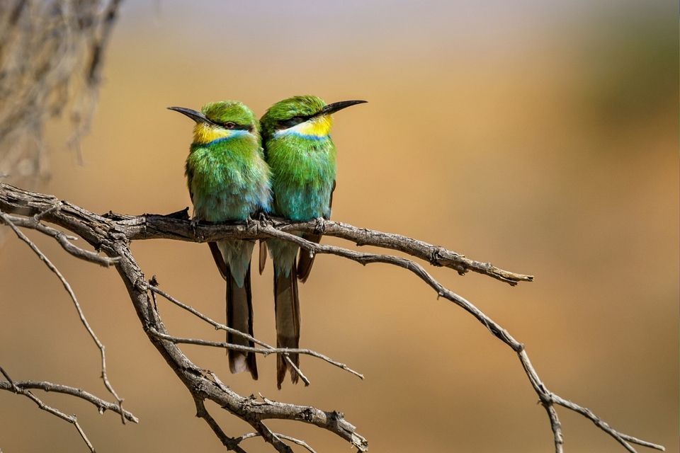 Birds and Nature, Bayard Cutting Arboretum, Great River, 2 March 2024 ...