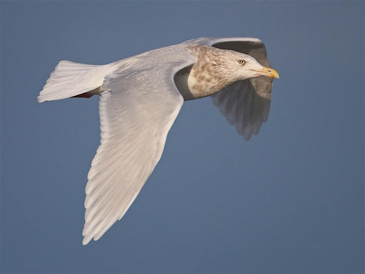 Monday - Winter Gulls of Niagara Falls, Goat Island, Niagara Falls, 16 ...