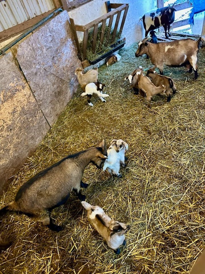 Visit the "Fainting Goats" presented by The Homestead Farm!, 4551 Lemar ...