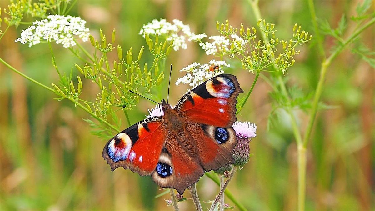 Butterfly and Moth Walk in London – June 27, 2026 | AllEvents