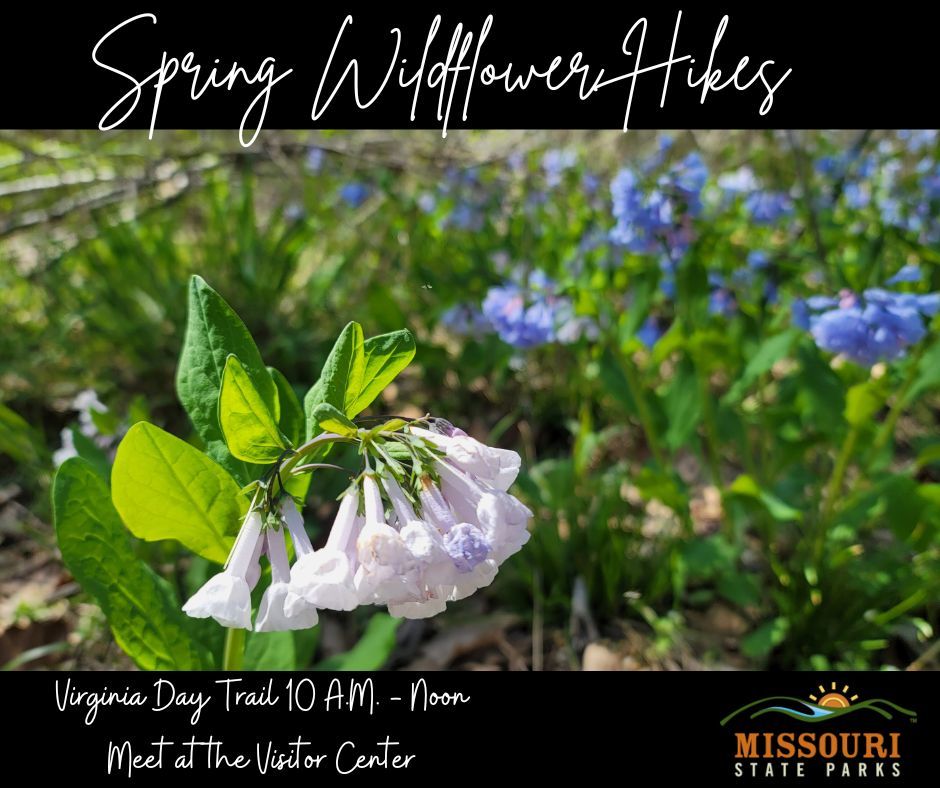 Spring Wildflower Hike, Dr. Edmund A. Babler Memorial State Park ...